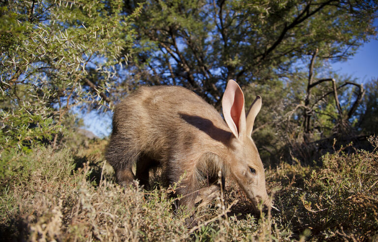 The flourishing wildlife of Samara Karoo Reserve - Journeys With Purpose