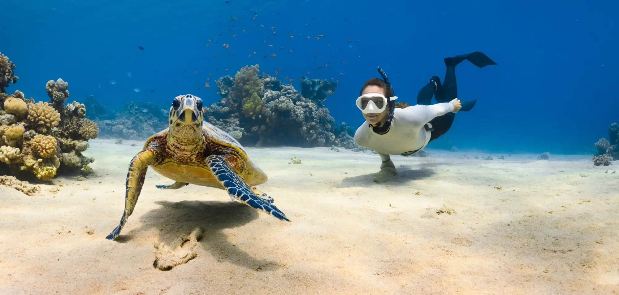 Diving Journeys | Journeys With Purpose - Transformative Travel