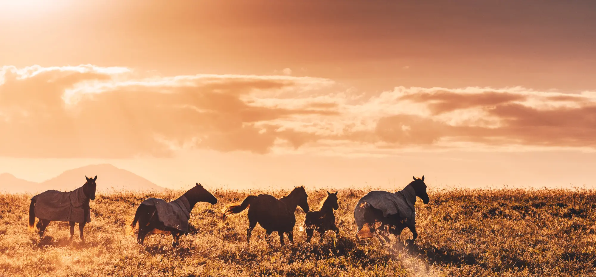 Australia Conservation - Journeys With Purpose