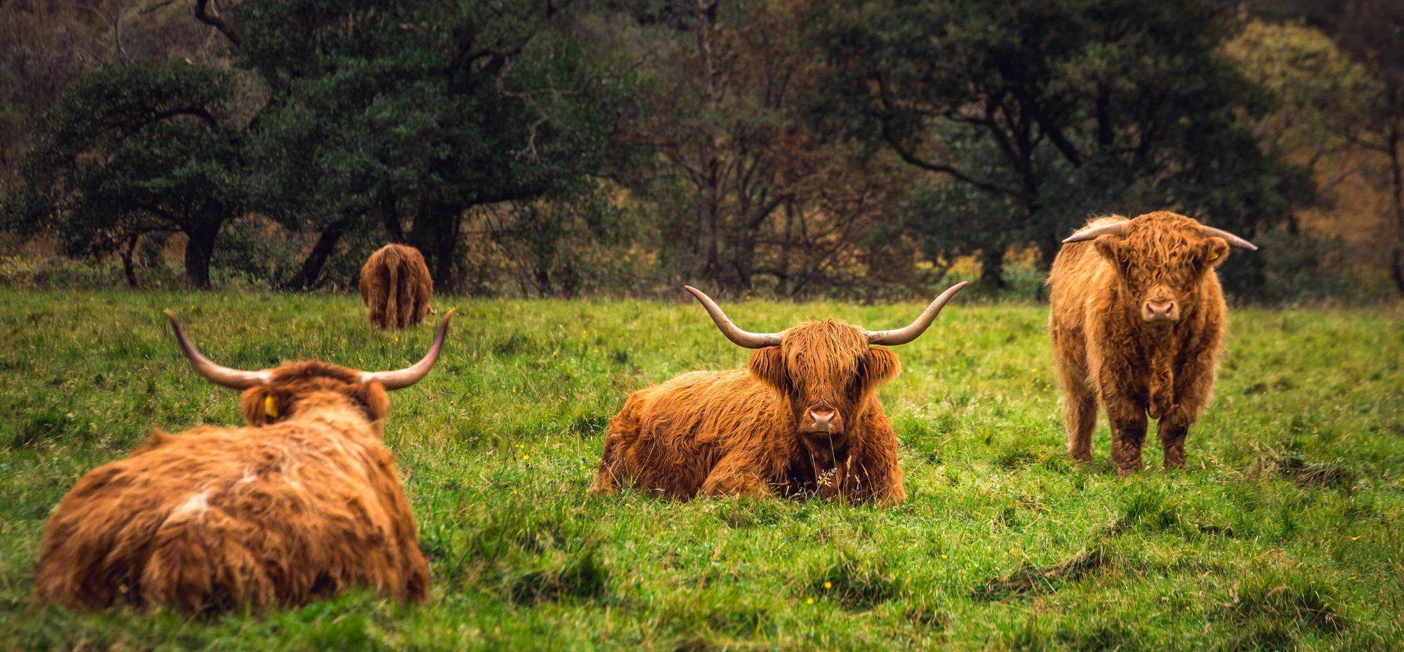 Rewilding Scotland | Journeys With Purpose