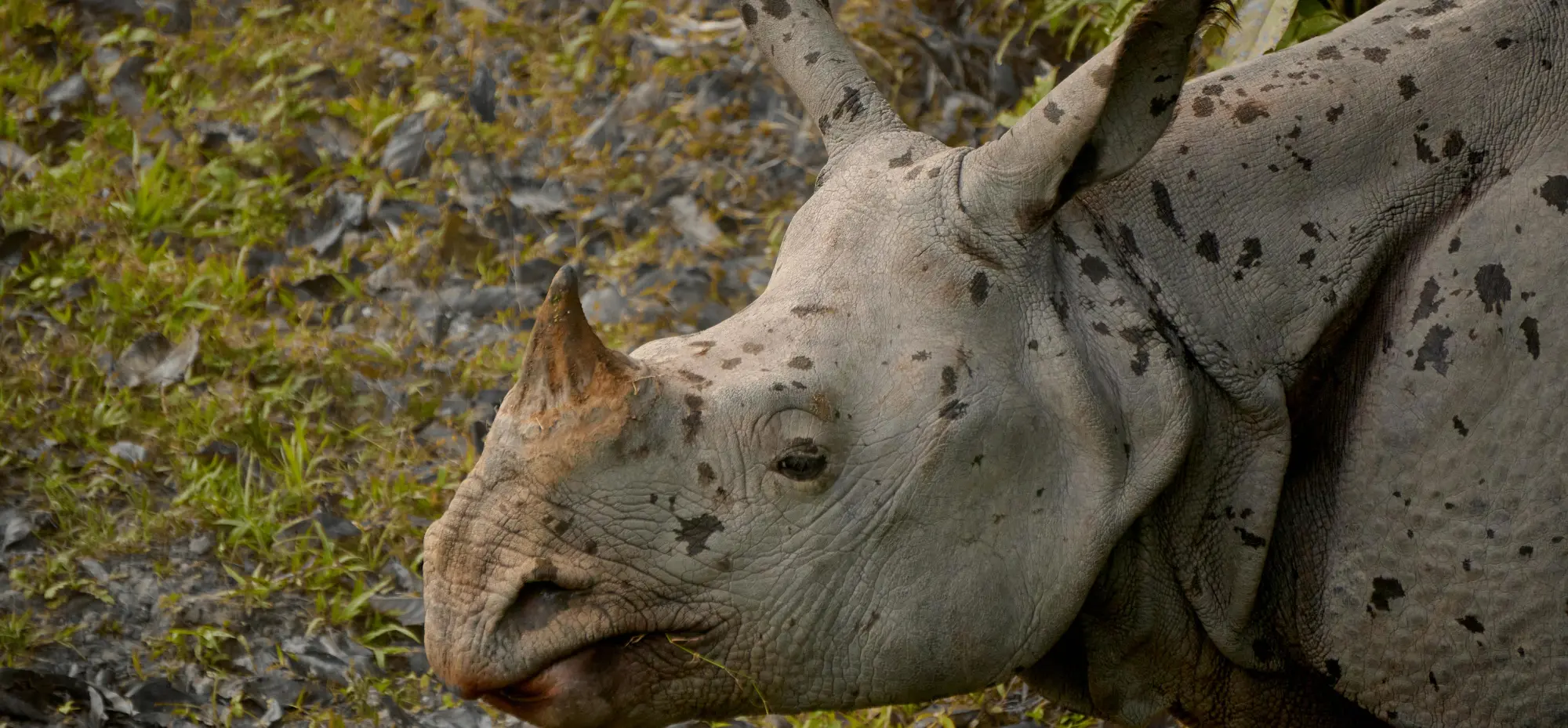 The Best Safaris in Asia | Journeys With Purpose